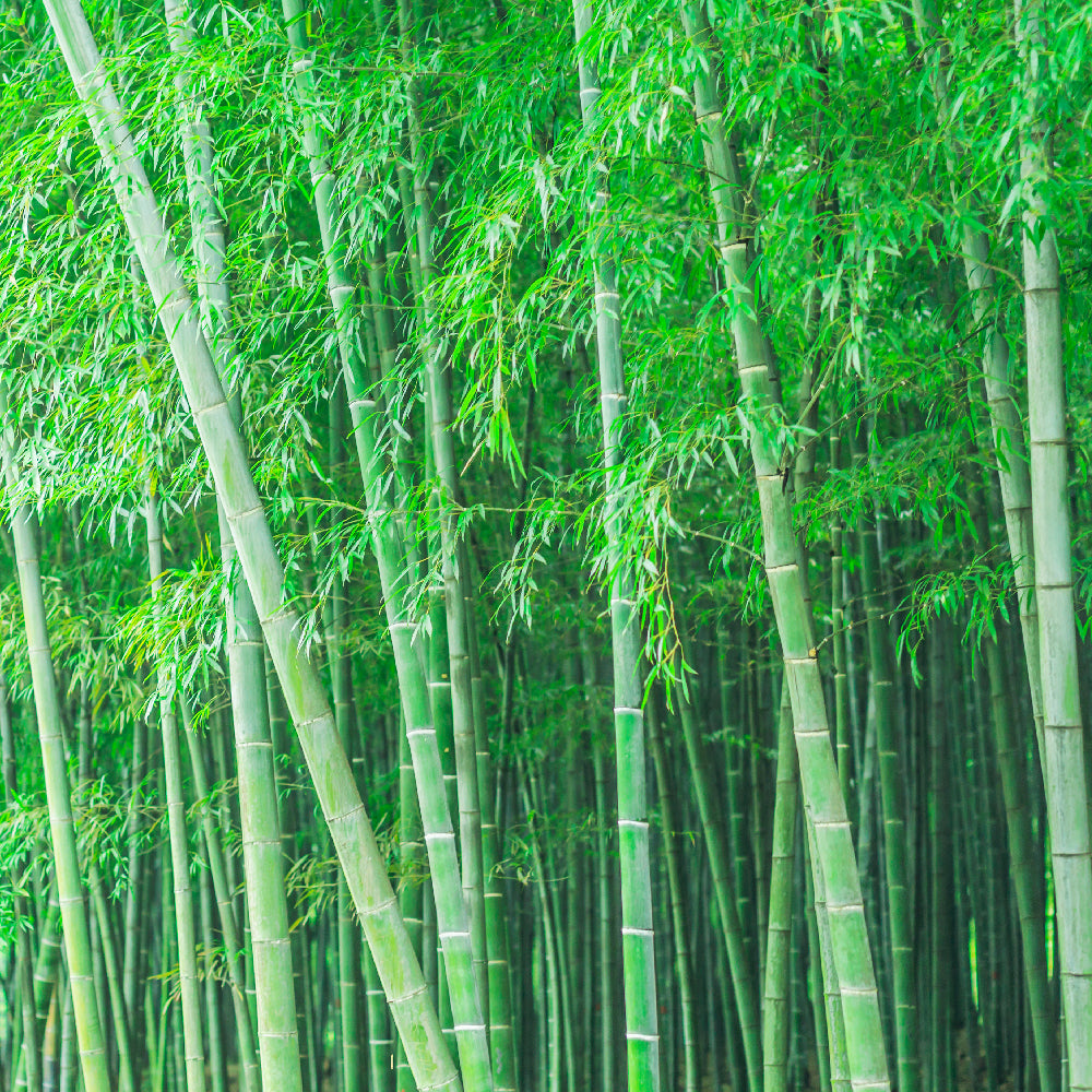 11 Facts About Bamboo – Lumilover